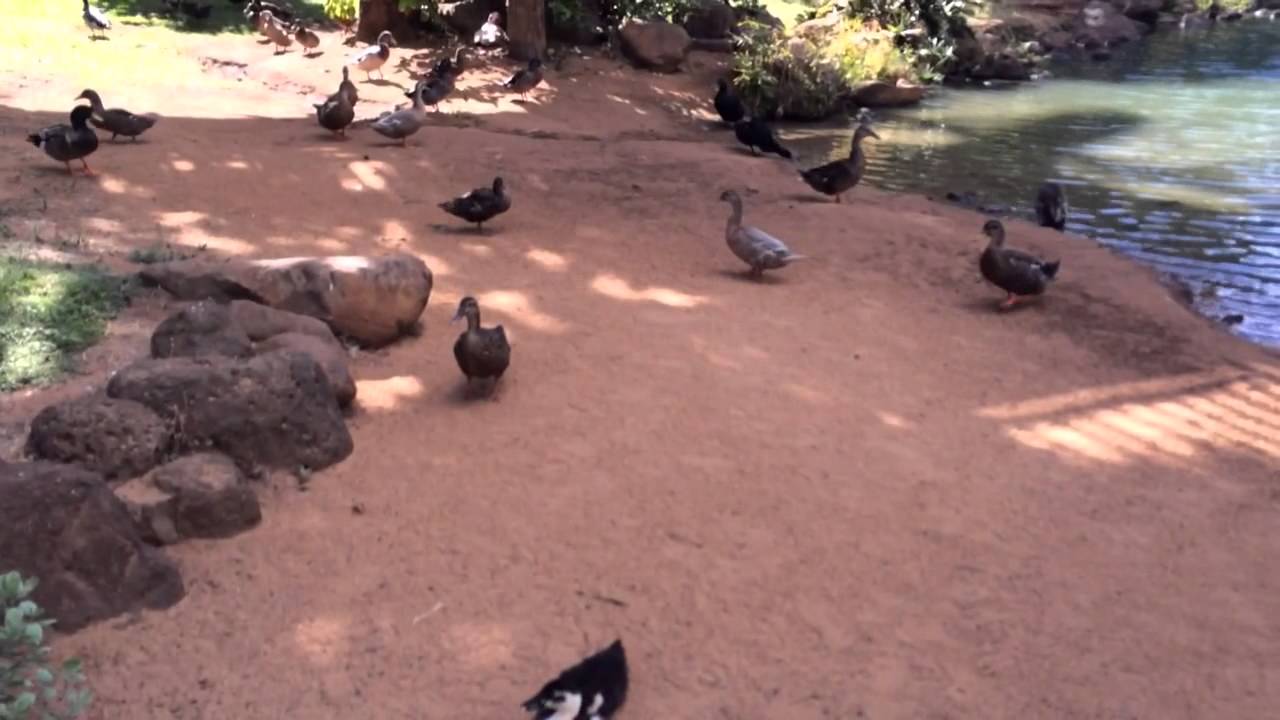Duck stampede - YouTube