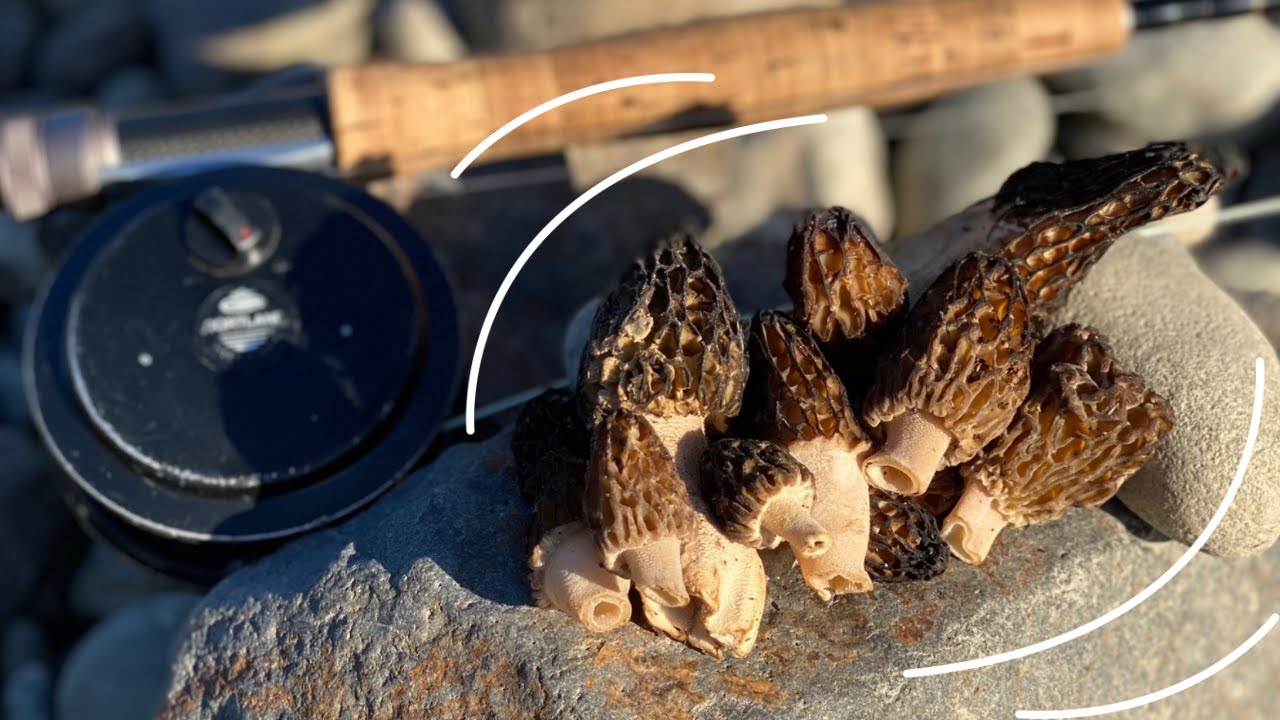 Salmon Flies and Morels- FISHING and FORAGING - YouTube