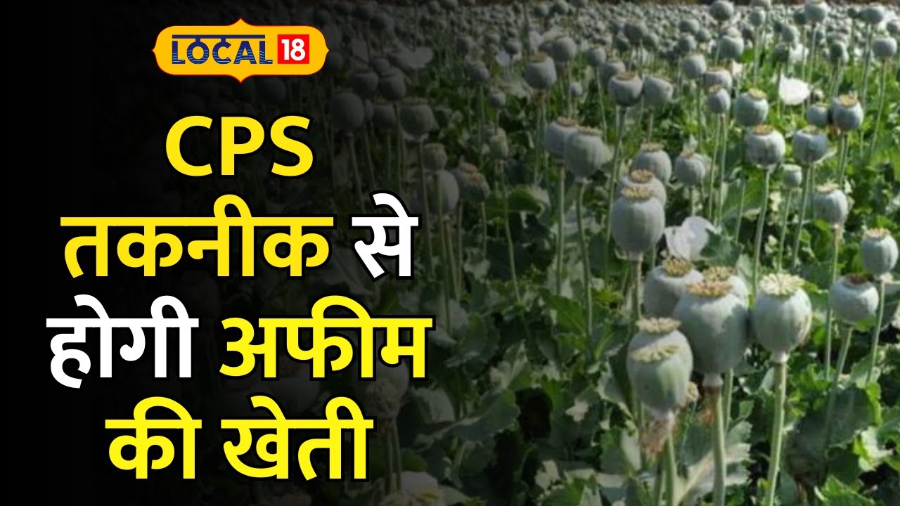 Afeem Farming: UP में अब CPS तकनीक से होगी अफीम की खेती | Opium | # ...