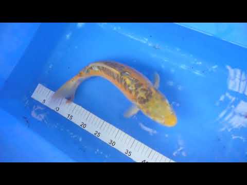 Maple koi .Breeder Mas. Doitsu Midorigoi. 41 - 42cm - YouTube