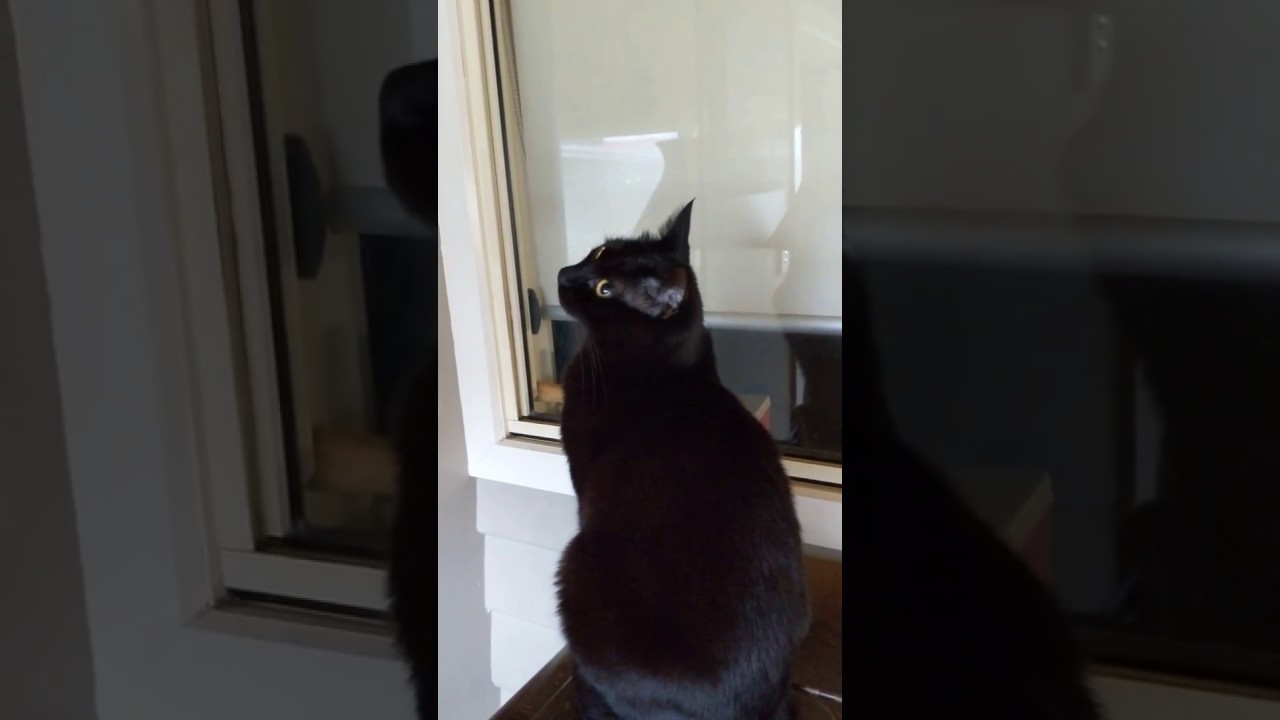 When your cat has an existential crisis - YouTube