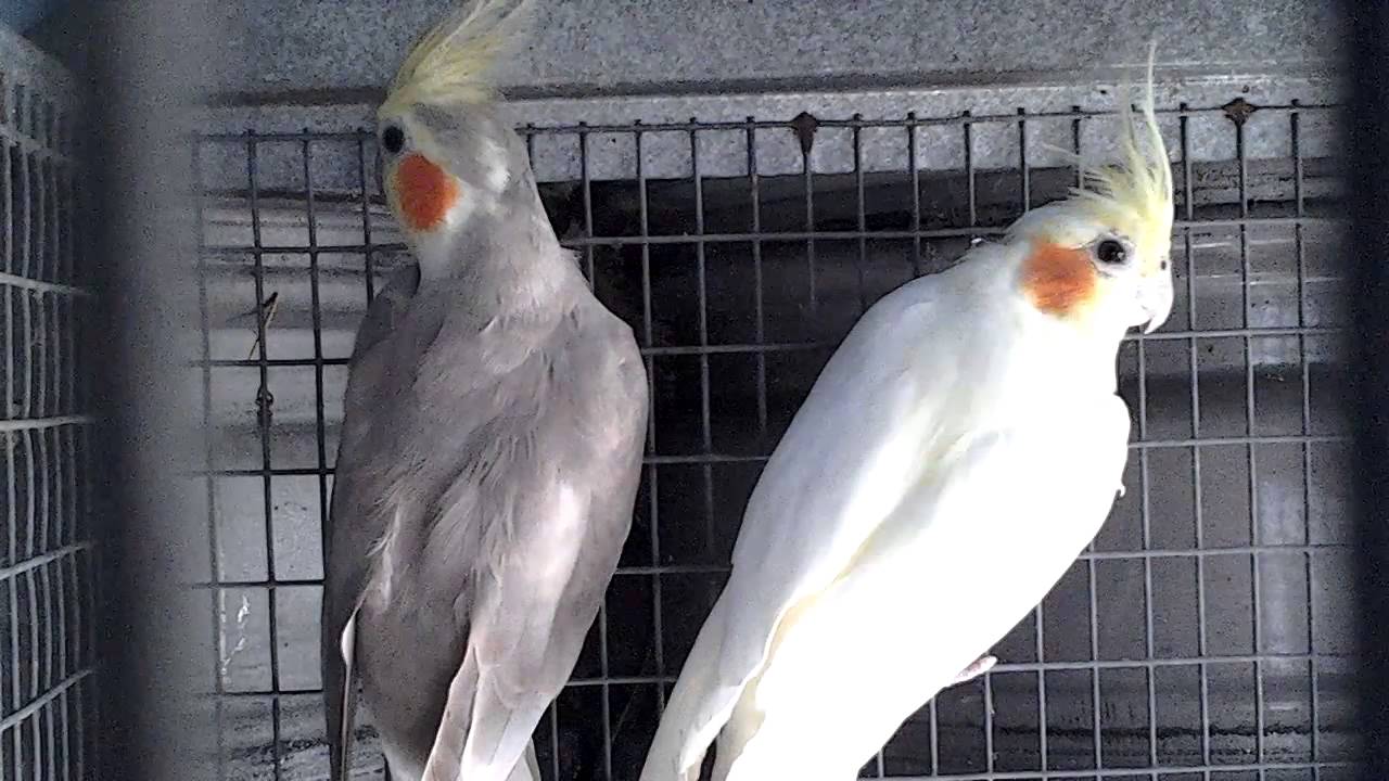 Couple de calopsitte se deplace avec leur bec - YouTube