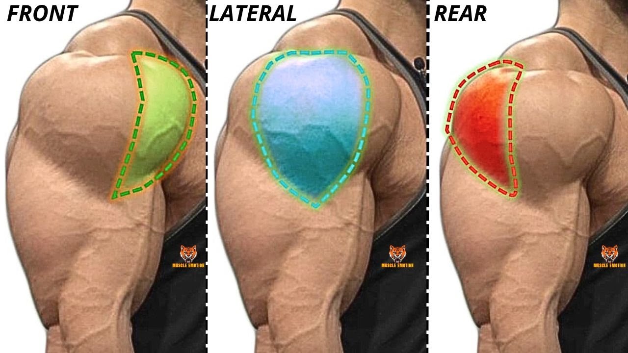 TOP 4 REAR DELTOID / LATERAL DELTOID / FRONT DELTOID EXERCISES AT GYM ...