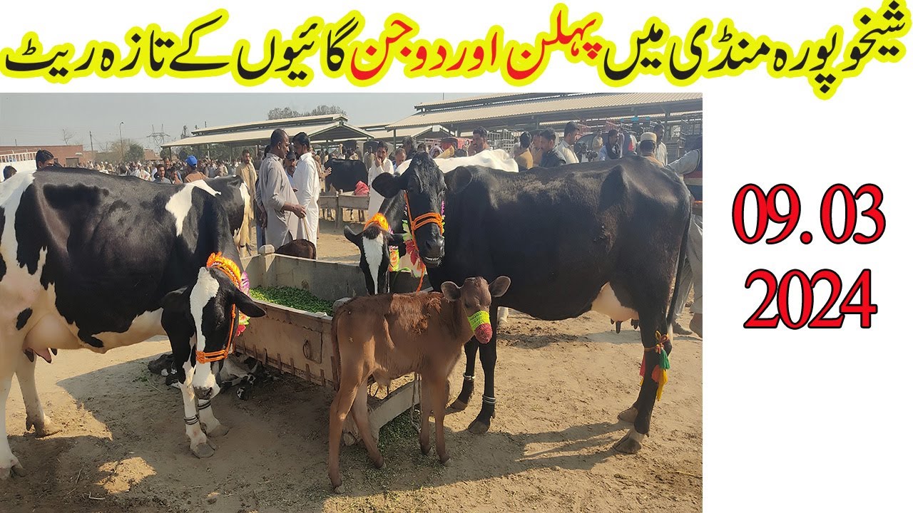 Cow kai Fresh Rates update In Sheikhupura Mandi | Today Sheikhupura ...