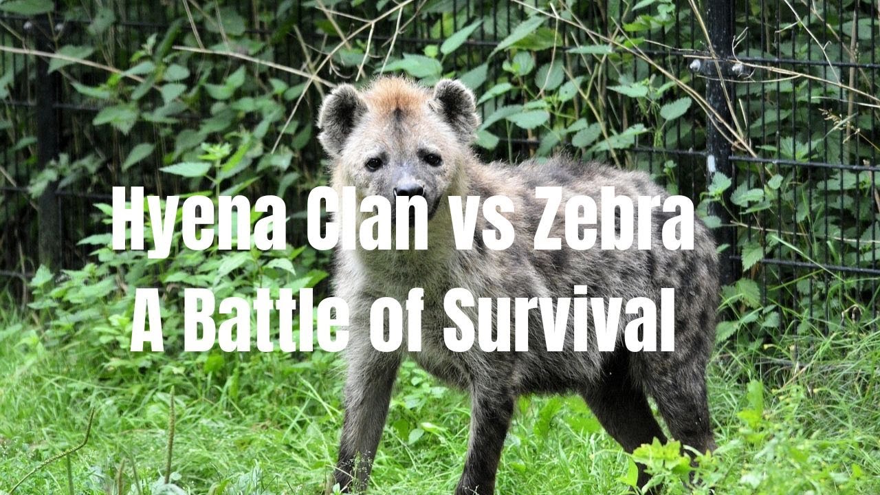 Hyena Clan vs Zebra A Battle of Survival - YouTube