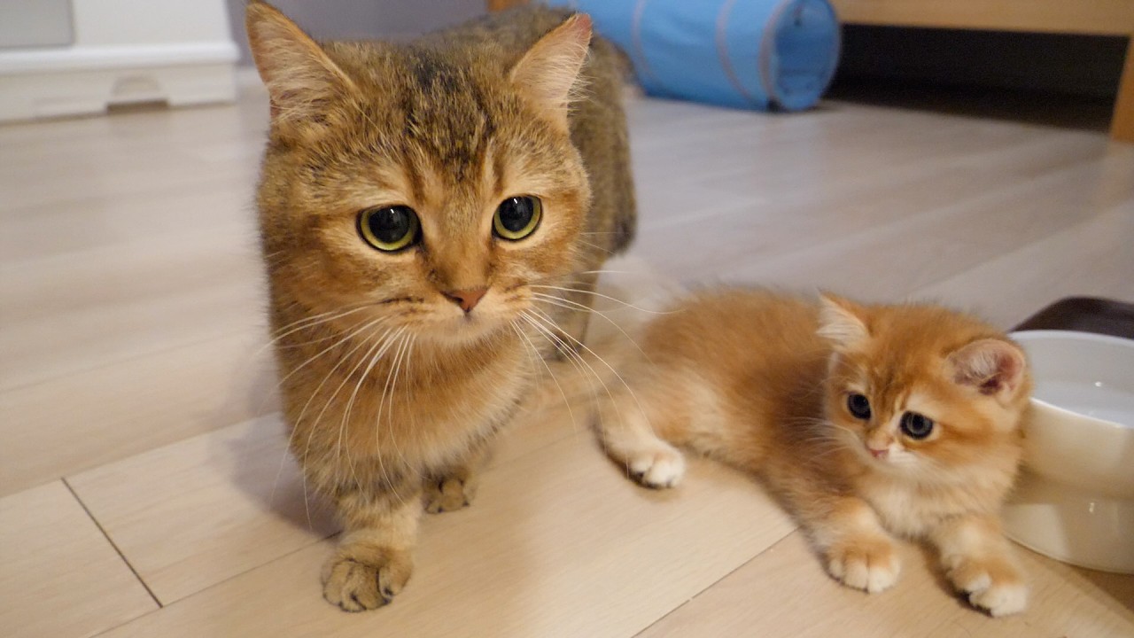 Kitten Poco seems to be imitating its mother cat Charo! - YouTube