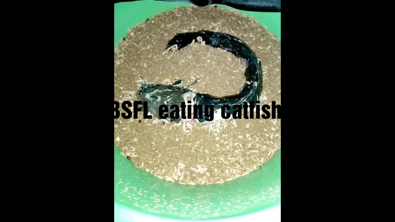 Must Watch!!! Black soldier fly larvae devouring catfish - YouTube