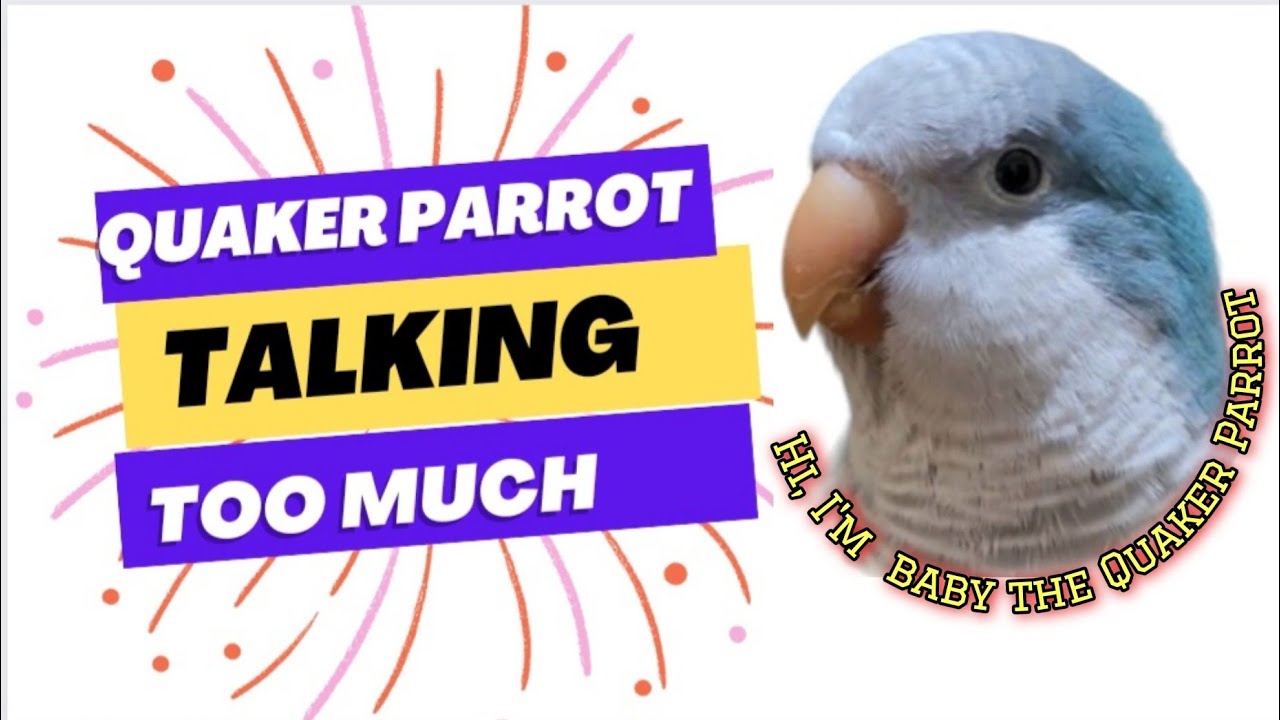 Talking Quaker Parrot | Monk Parakeet Talking Non Stop | Best talking ...