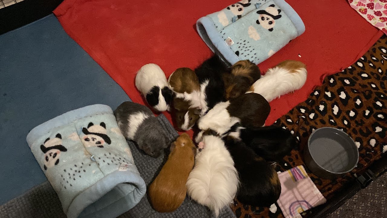 Large guinea pig herd popcorning while exploring new cage. - YouTube