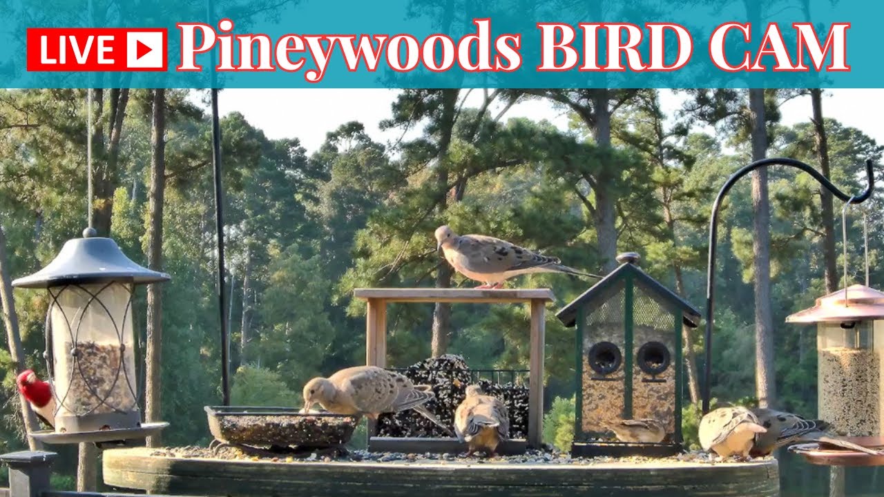 LIVE Bird Feeder Cam | Watch Wild Birds in Real Time! | December 26th ...