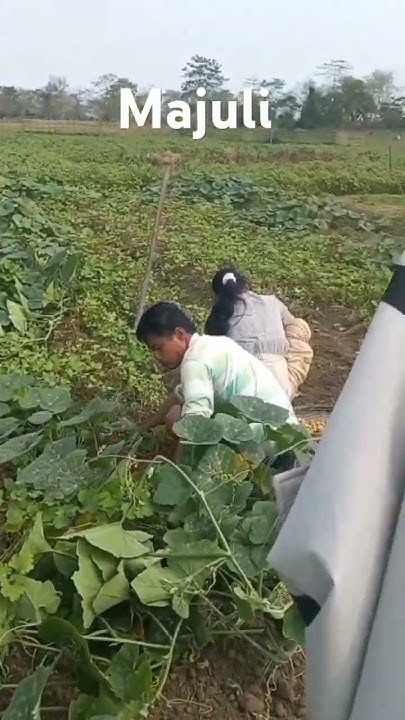 Majuli// #minivlog #shortvideo #vlog #Bishal vai1@digimusicstudio - YouTube