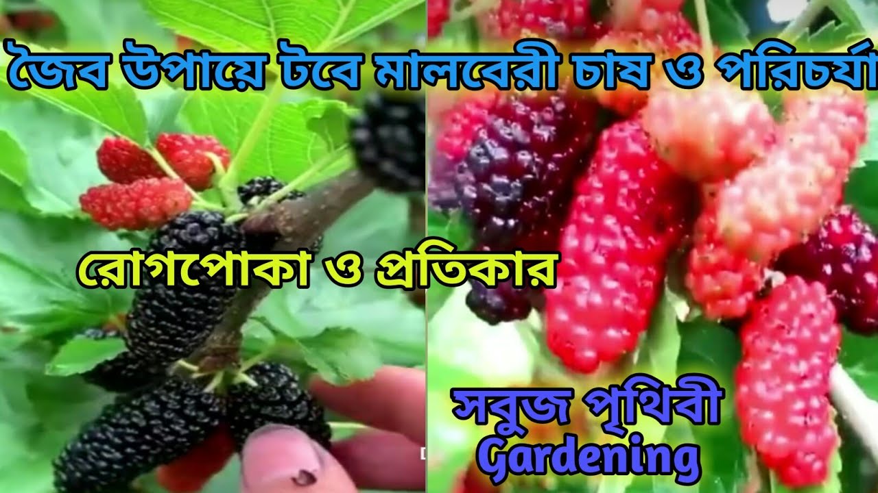 Tobe malberi Chas/ How to grow mulberry in a pot / malbery chas ...