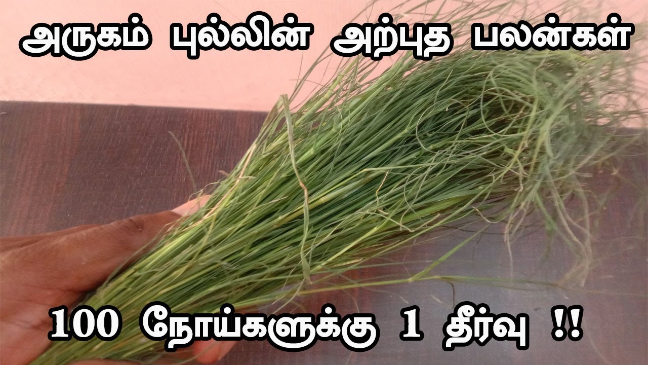 100 நோய்களுக்கு 1 தீர்வு | arukam pul benefits in tamil | arukam pulin ...