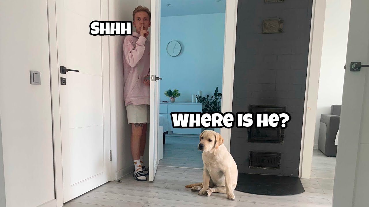 Playing Hide and Seek with my Labrador Puppy - YouTube