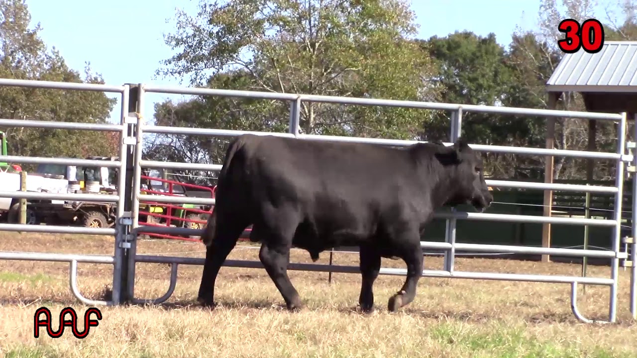 Adams Angus Farm Lot 30 - YouTube