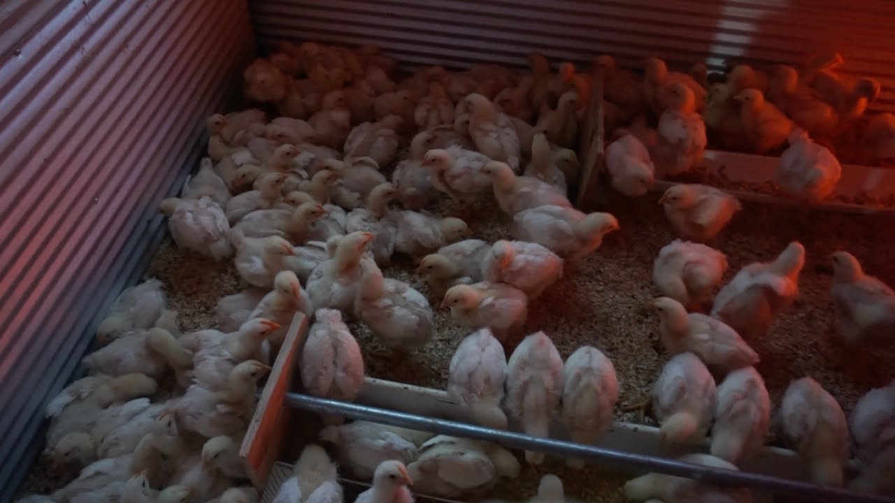 Raising Meat Chickens: 2 weeks old!...ready for pasture next week - YouTube