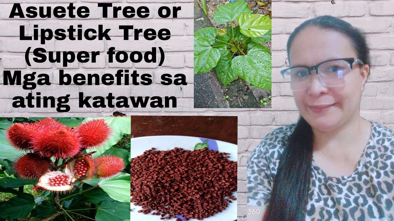 Asuete Tree(Super Food)Annato,Lipstick Tree Benefits of Asuete - YouTube