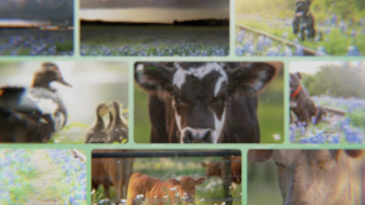 Kenneth LeRose - Texas Spring - YouTube