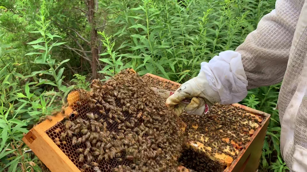 Beekeeping. Single Brood Chamber. August 23. Packed Brood box and it’s ...