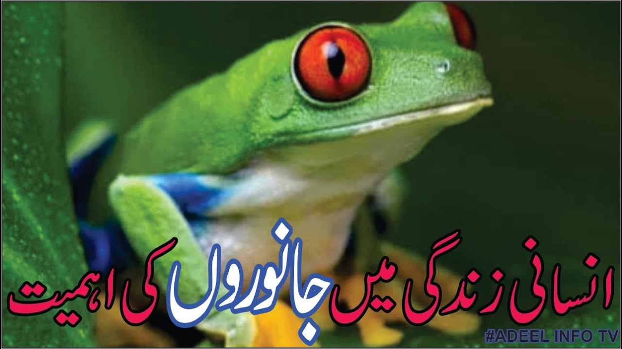 Importance Of Animals In Human Life | Adeel Info Tv - YouTube