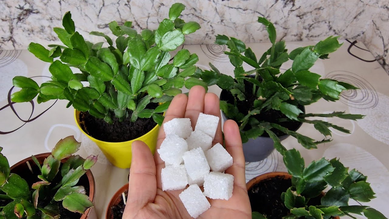 BİTANE ATIN😉Yılbaşı Çiçekleri PITIR PITIR Çiçek Açsın ️Çiçek Çoşturan ...