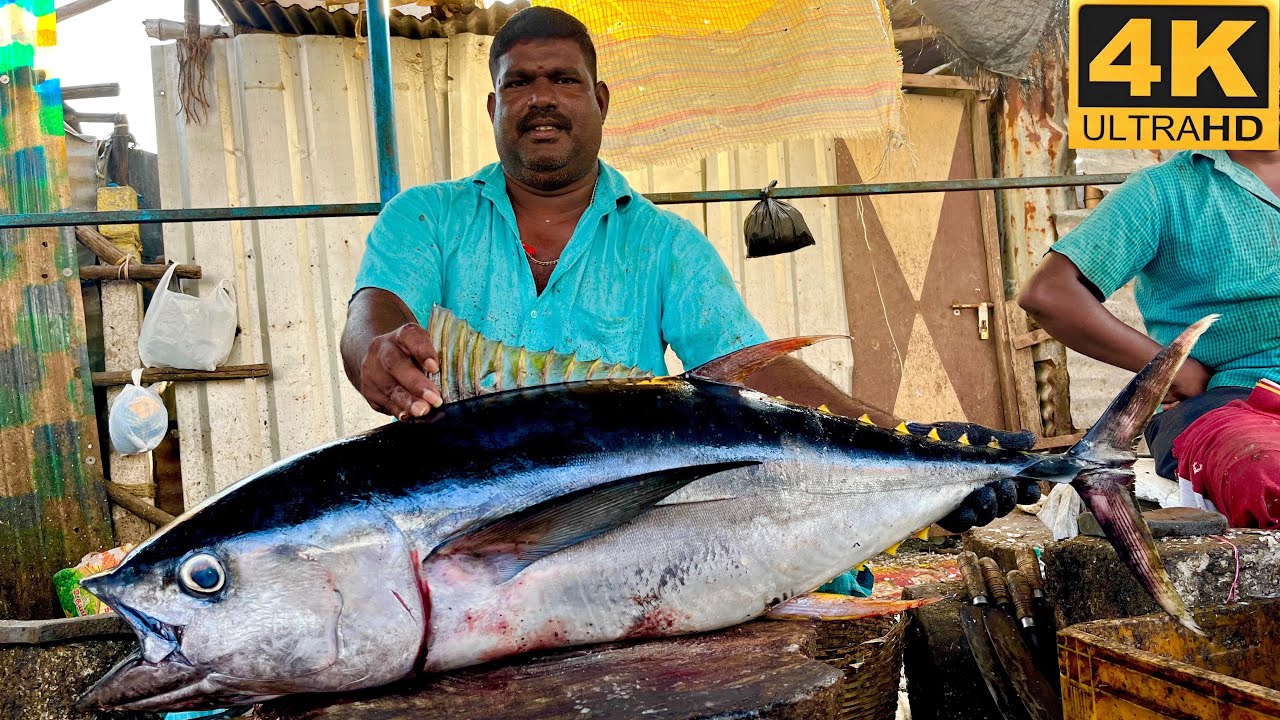 Kerai fish cutting video/Fishcuttingrs #fishcuttingrs #kasimedu #fish ...