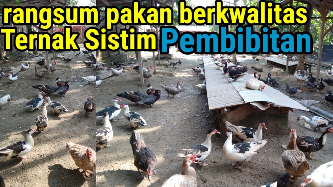 RANGSUM PAKAN YANG BERKWALITAS Untuk Ternak Entok Pembibitan. - YouTube