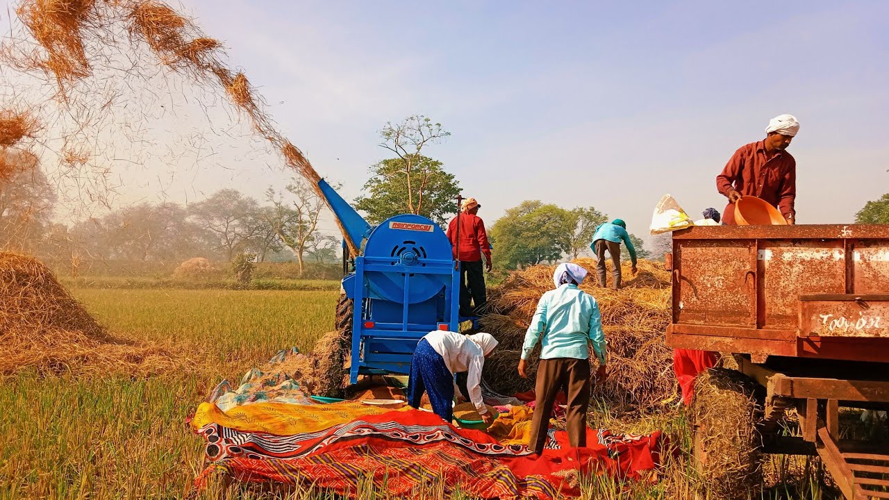 3 एकड धान कटाई मे ₹8500 खर्च हुये | dhaan ki fasal harvesting | dhan ki ...