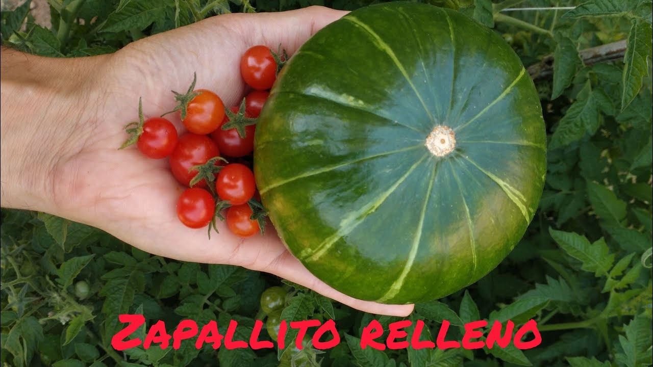 Receta de zapallito relleno. - YouTube