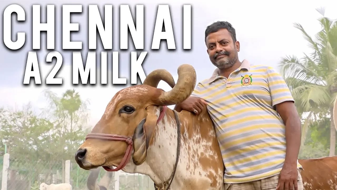 சிங்கம் கூட Attack பண்ண பயப்படும் | Cattle Farms of Chennai | Kowin Cow ...