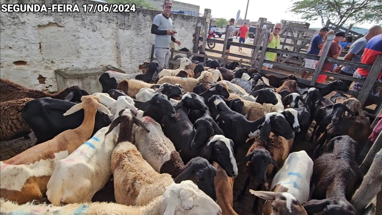 BODE E CABRA A R$150 REAIS NA FEIRA DE St.C.C-PE 17/06/2024 - YouTube