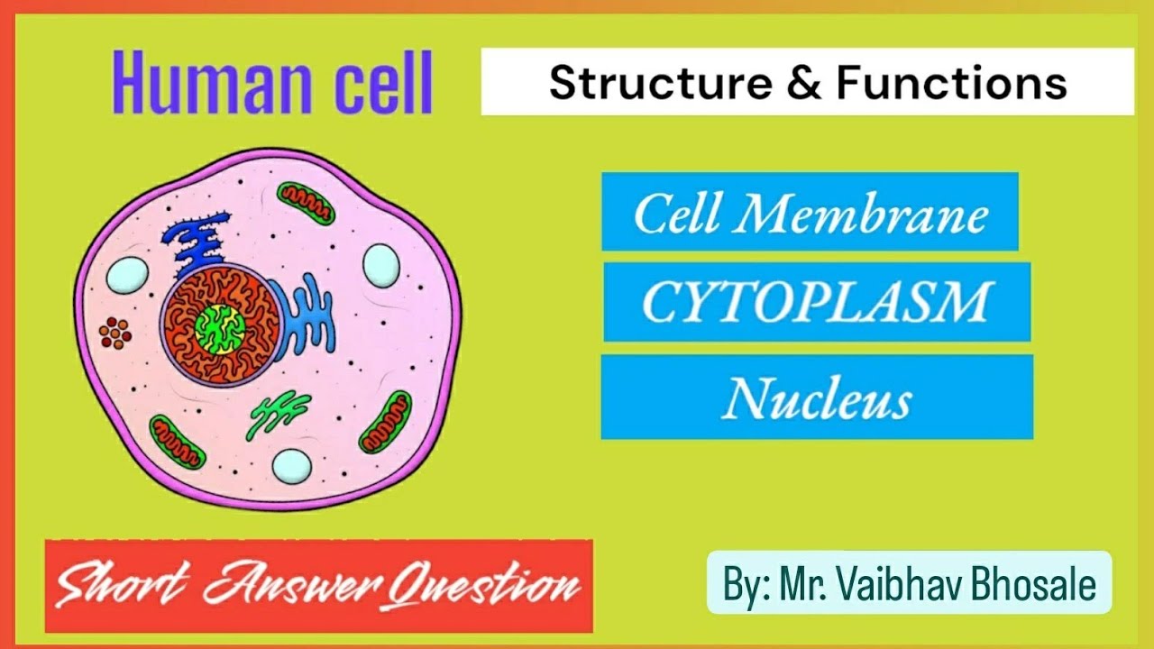 Human Cell | Structure | Short answer question | Notes - YouTube