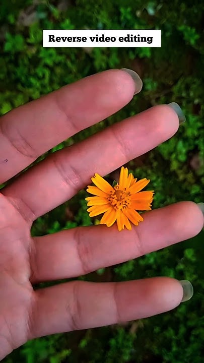 Reverse video editing | Inshot app - YouTube