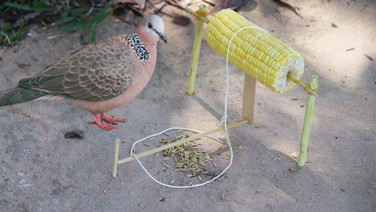 bird trap ⎟ Easy Trap ⎟ corn bird food & bough of tree - YouTube