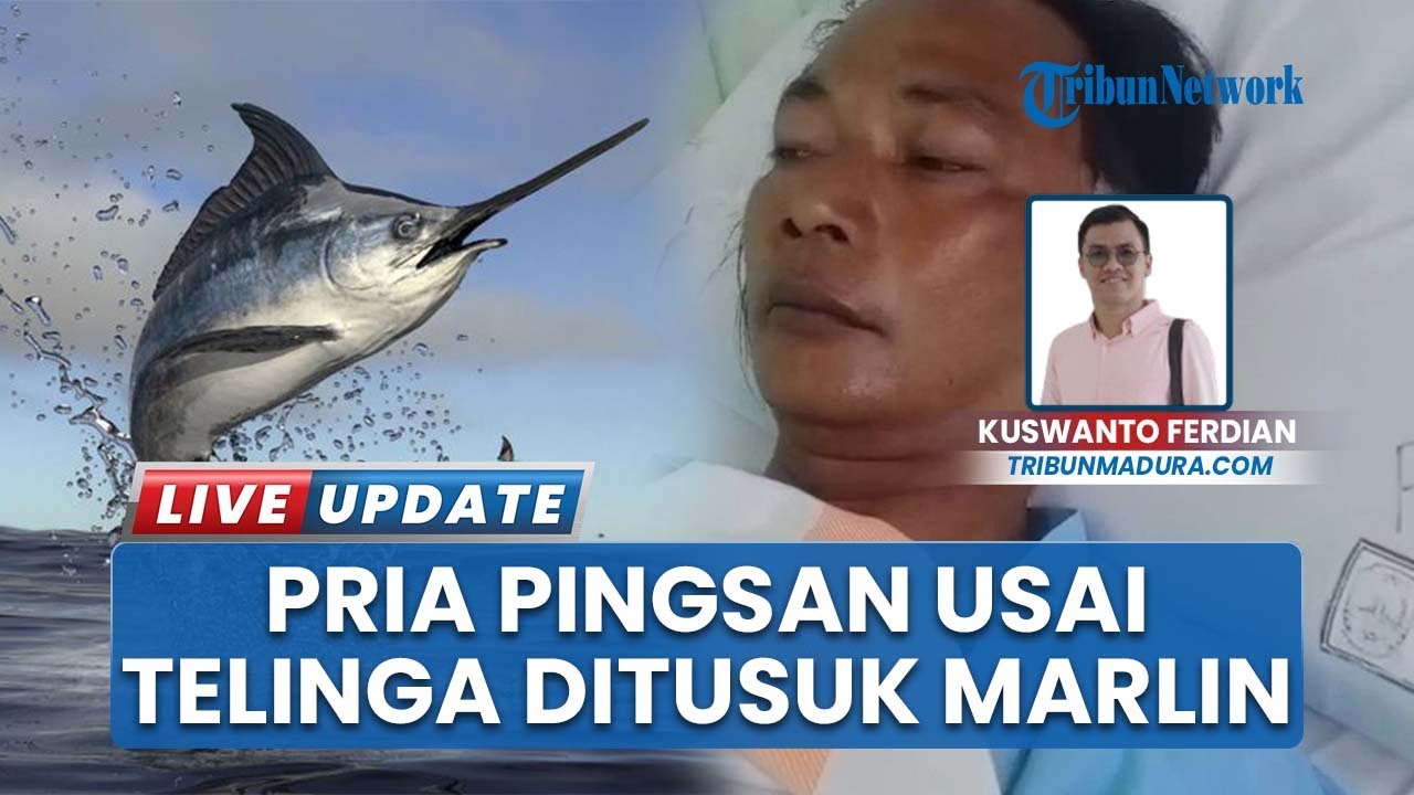 Juragan Batu Bata di Pamekasan Pingsan Usai Telinganya Tertusuk Moncong ...