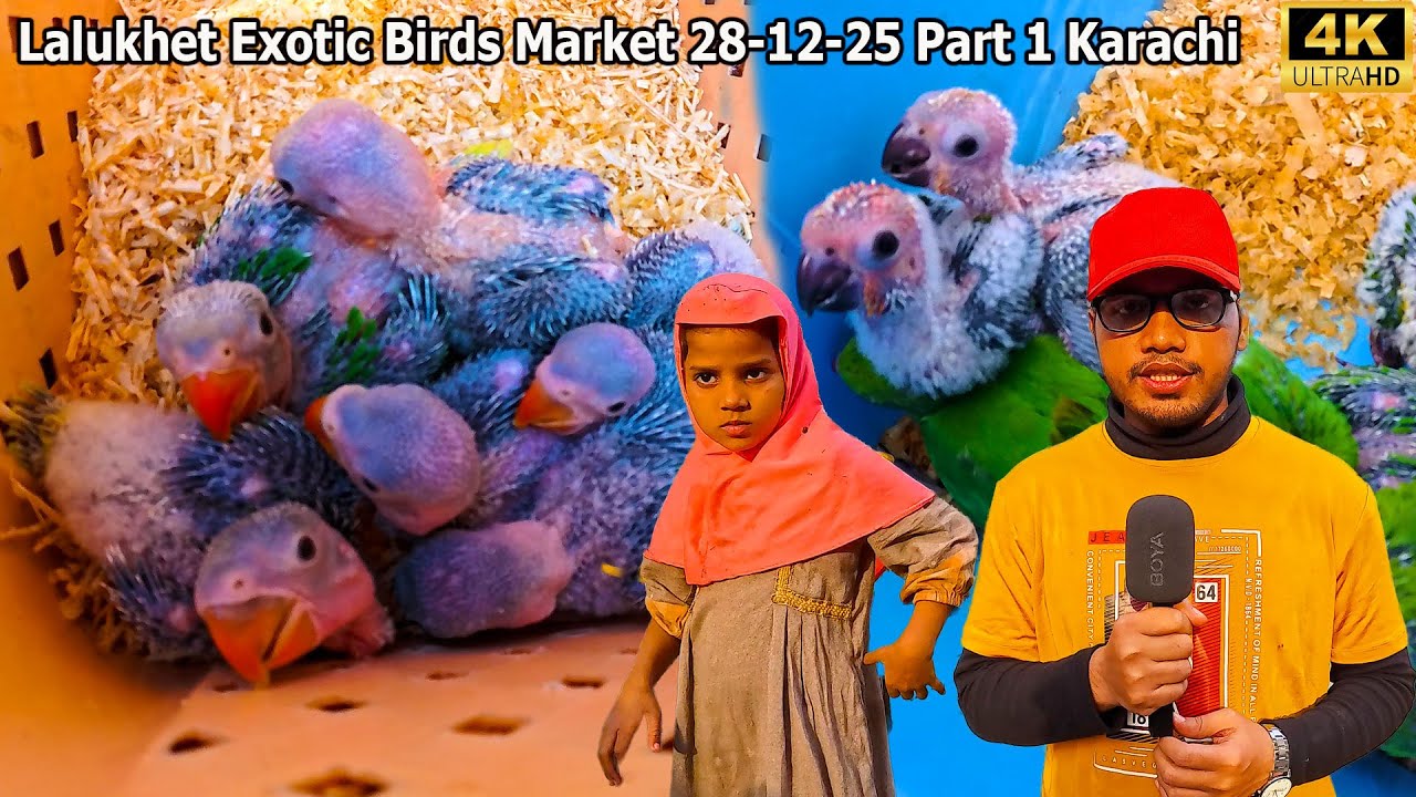 Lalukhet Exotic Birds and Parrots Market 28-12-2025 Part 1 Karachi ...