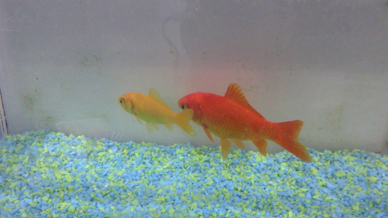 I call it a minion fish - YouTube