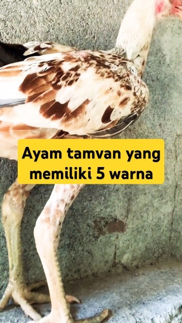 Ayam mahal kesayanganku makin indah Guys🤩 - YouTube
