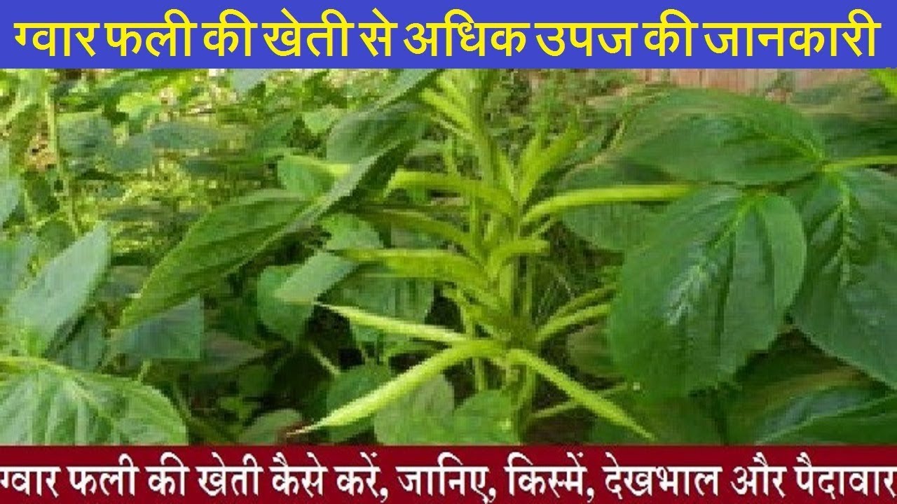 ग्वार फली की खेती कैसे करें ! Gwar fli ki kheti kaise karen - YouTube
