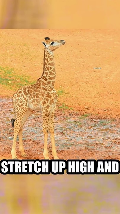 The Giraffe Song | Song for Toddlers | Fun and Easy Kids Song Actions ...