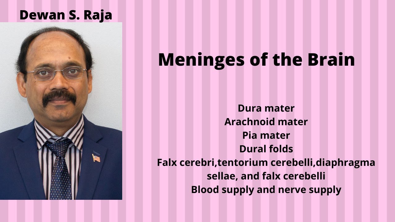 ANATOMY OF THE MENINGES OF THE BRAIN - YouTube