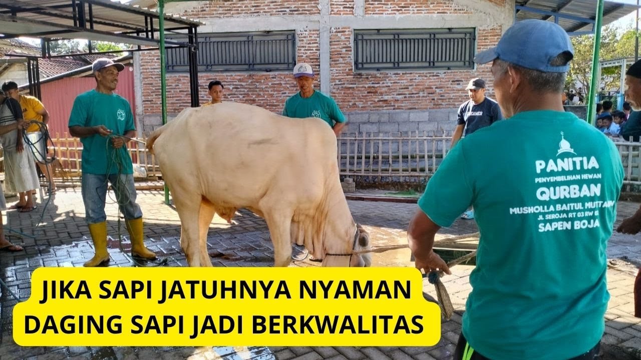 CARA MENJATUHKAN SAPI QURBAN DENGAN CEPAT DAN BENAR - YouTube