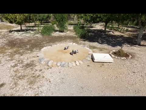 Güvercin uçum videoları