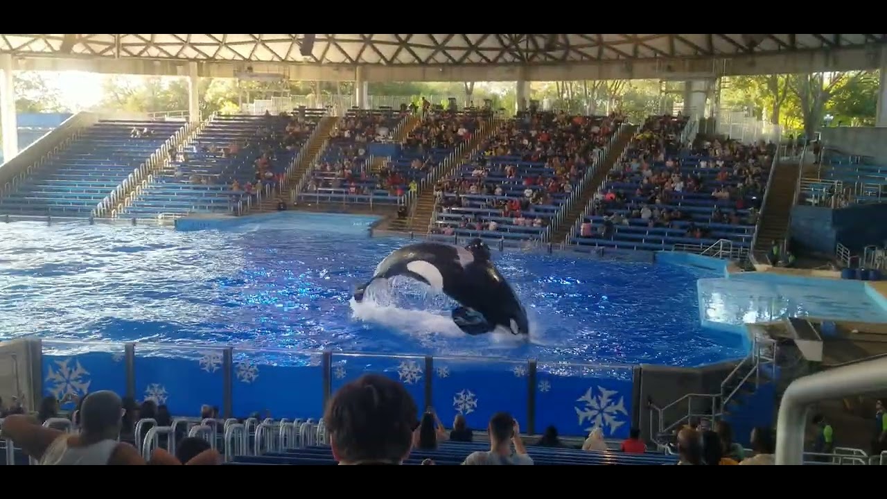 One Song Orca Encounter SeaWorld San Antonio 11/5/22 - YouTube