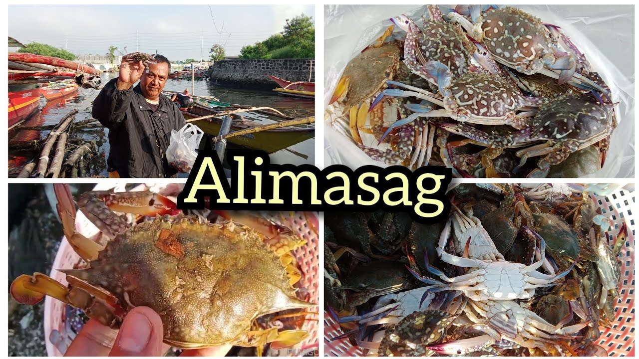 Bumili tayo ng bagong harvest na Alimasag at paano natin malalaman kung ...