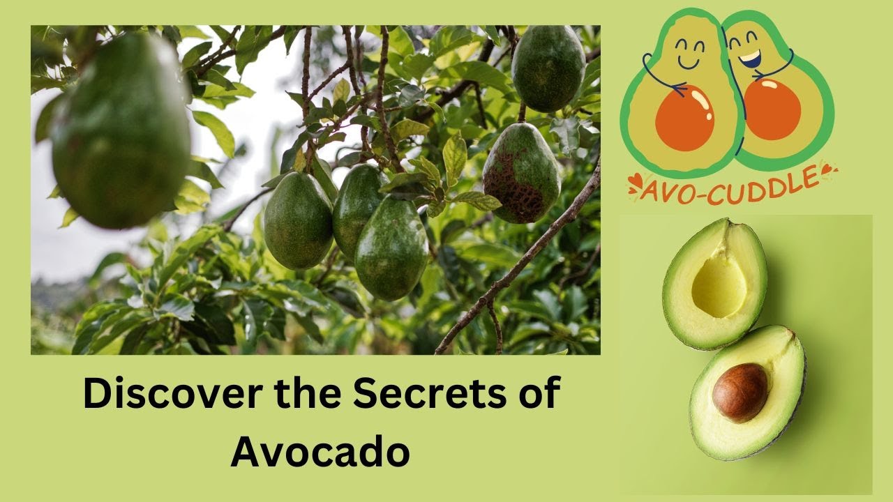 Avocado Unveiled: Fruit or Veggie? Discover Its Secrets! - YouTube