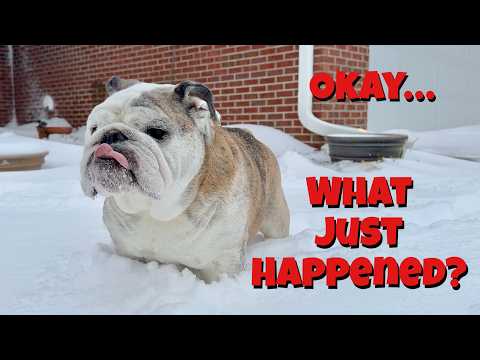 Reuben the Bulldog: Oh Snow!