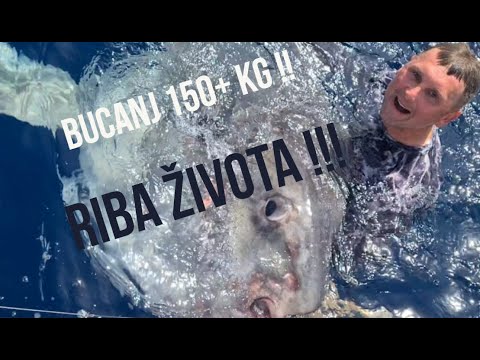 Riba Života - Veliki Bucanj 150+ kg !!! (Ocean sunfish) - YouTube