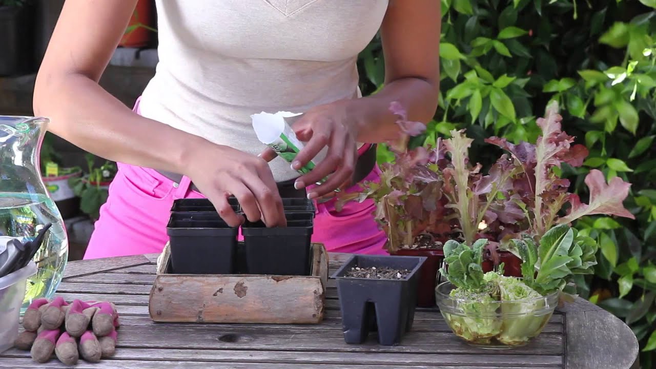 How to Make Vegetable Sprouts : The Chef's Garden - YouTube