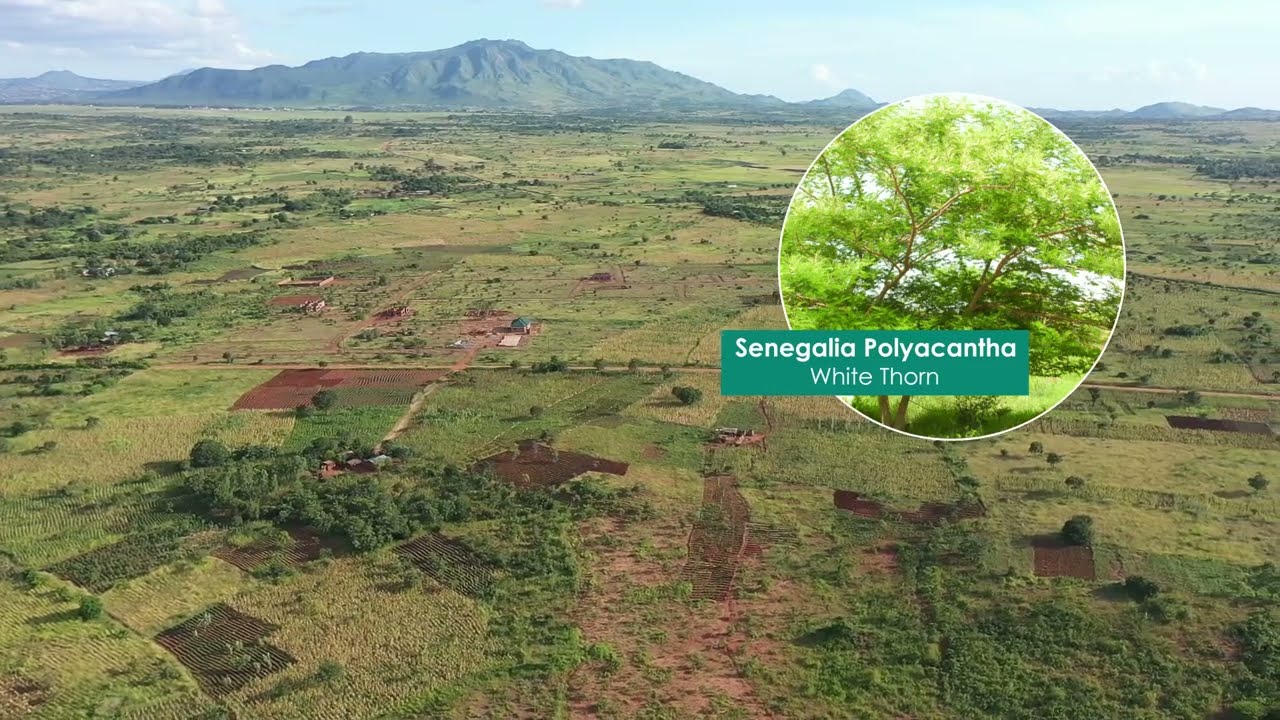 Local Trees of Southern Malawi - YouTube